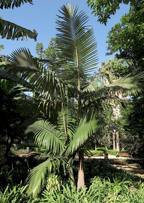 Archontophoenix alexandrae - Palmeras y jardines