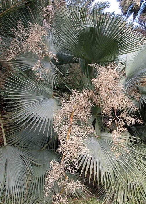 Brahea dulcis - Palmeras y jardines