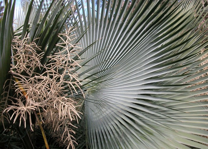 Brahea dulcis - Palmeras y jardines