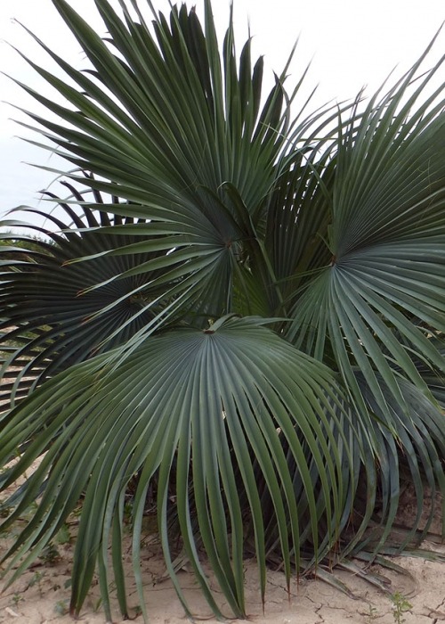 Brahea dulcis - Palmeras y jardines