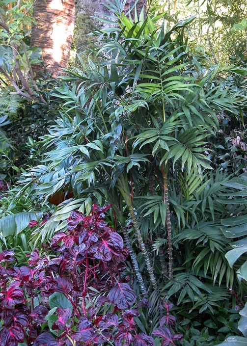 Chamaedorea elegans - Palmeras y jardines