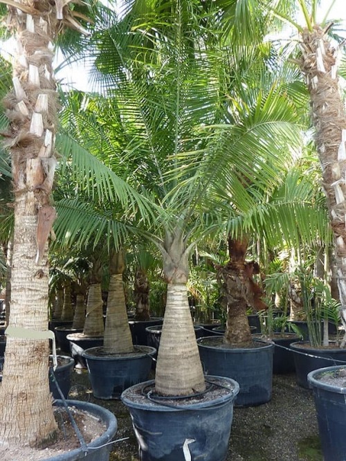 Ravenea rivularis - Palmeras y jardines