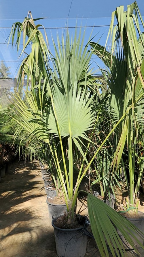 Sabal domingensis - Palmeras y jardines