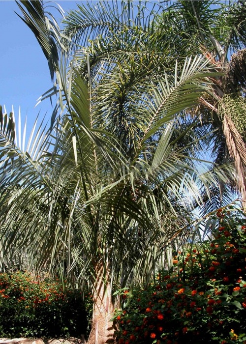 Parajubaea torallyi torallyi - Palmeras y jardines