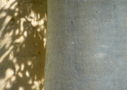 Sabal domingensis - Palmeras y jardines