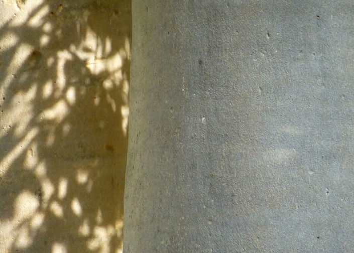 Sabal domingensis - Palmeras y jardines