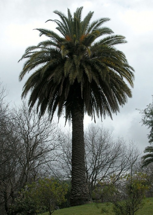 Phoenix canariensis - Palmeras y jardines