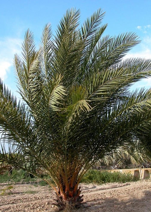 Phoenix sylvestris - Palmeras y jardines