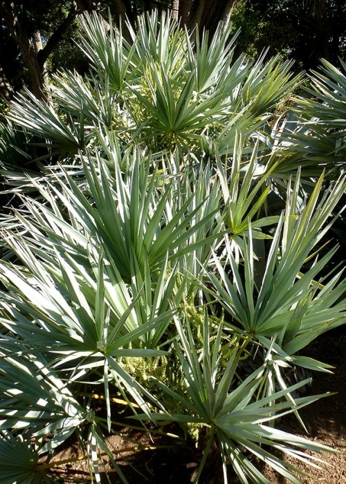 Serenoa repens - Palmeras y jardines
