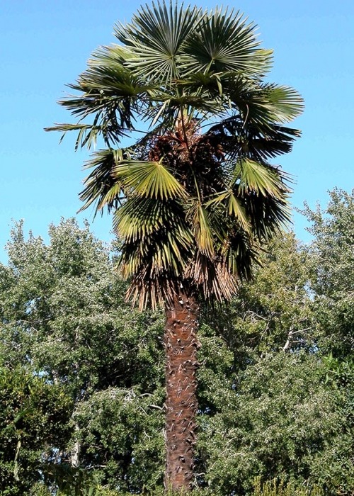 Trachycarpus fortunei - Palmeras y jardines