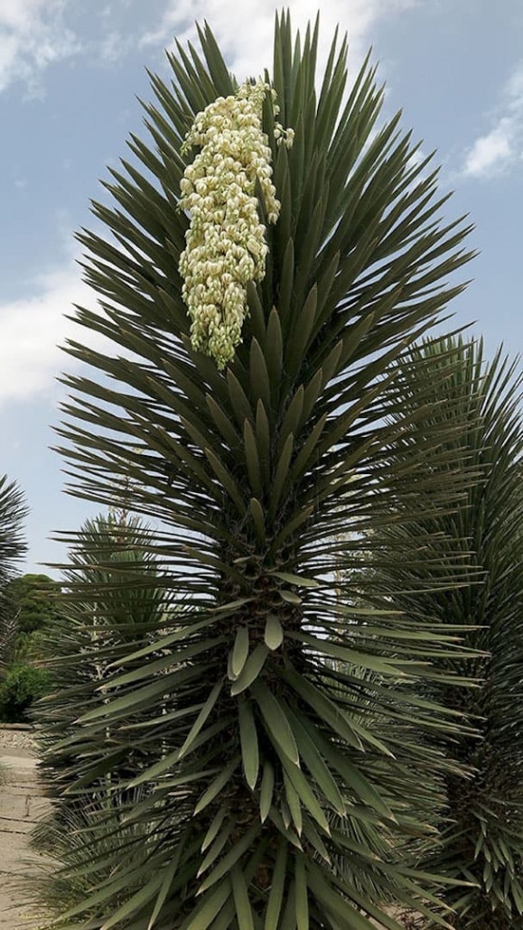 Yucca filifera - Palmeras y jardines